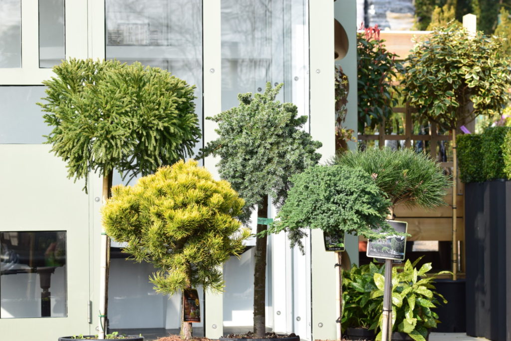 Plants - Capel Cottage Nursery