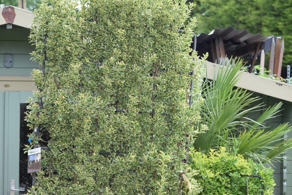 Plants - Capel Cottage Nursery