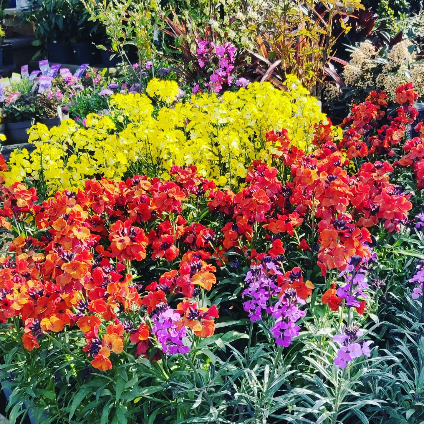 Welcome to Capel Cottage Nursery, near to Paddock Wood, Kent - Capel ...