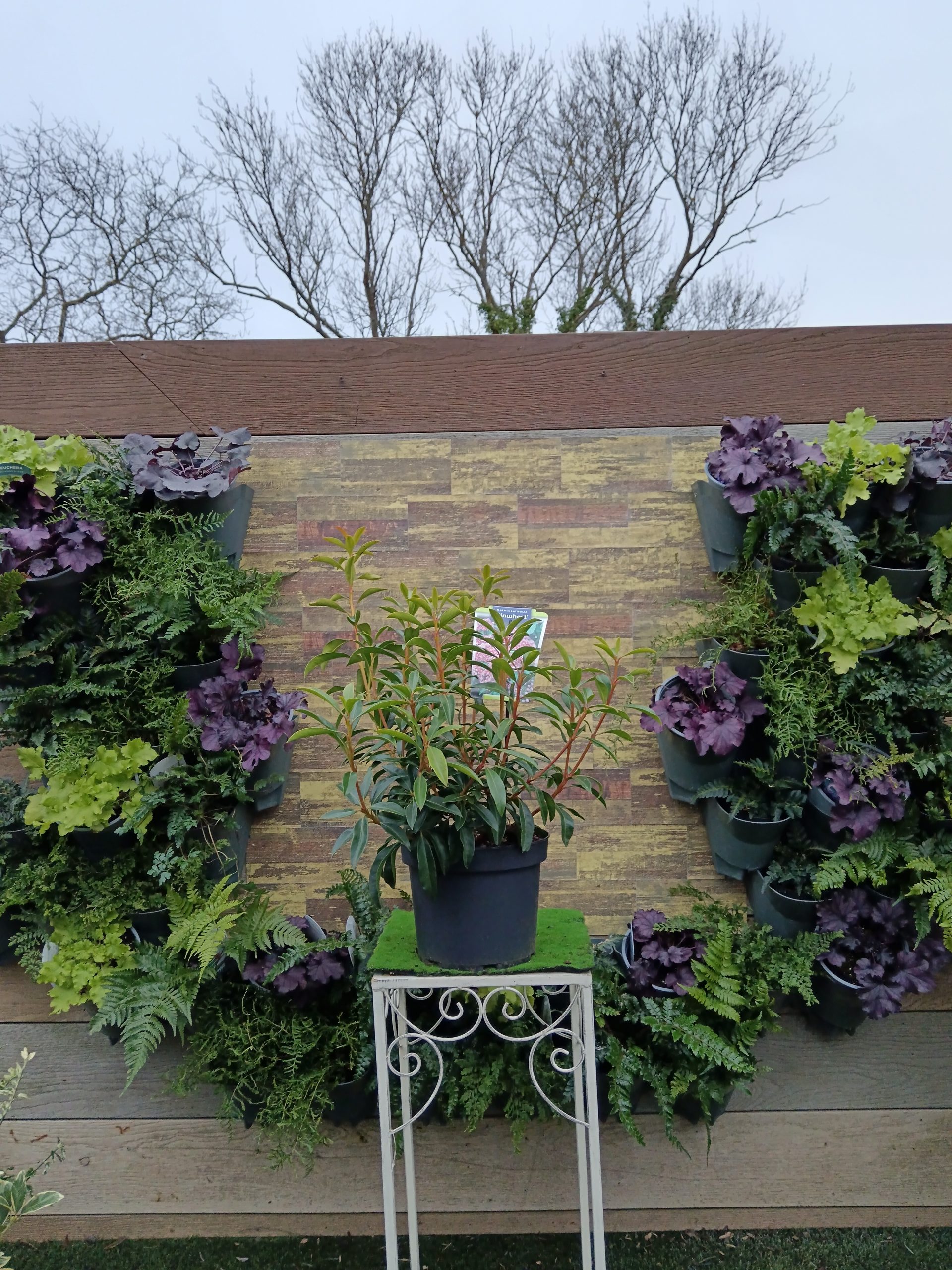 Kalmia Latifolia – Pinwheel - Capel Cottage Nursery