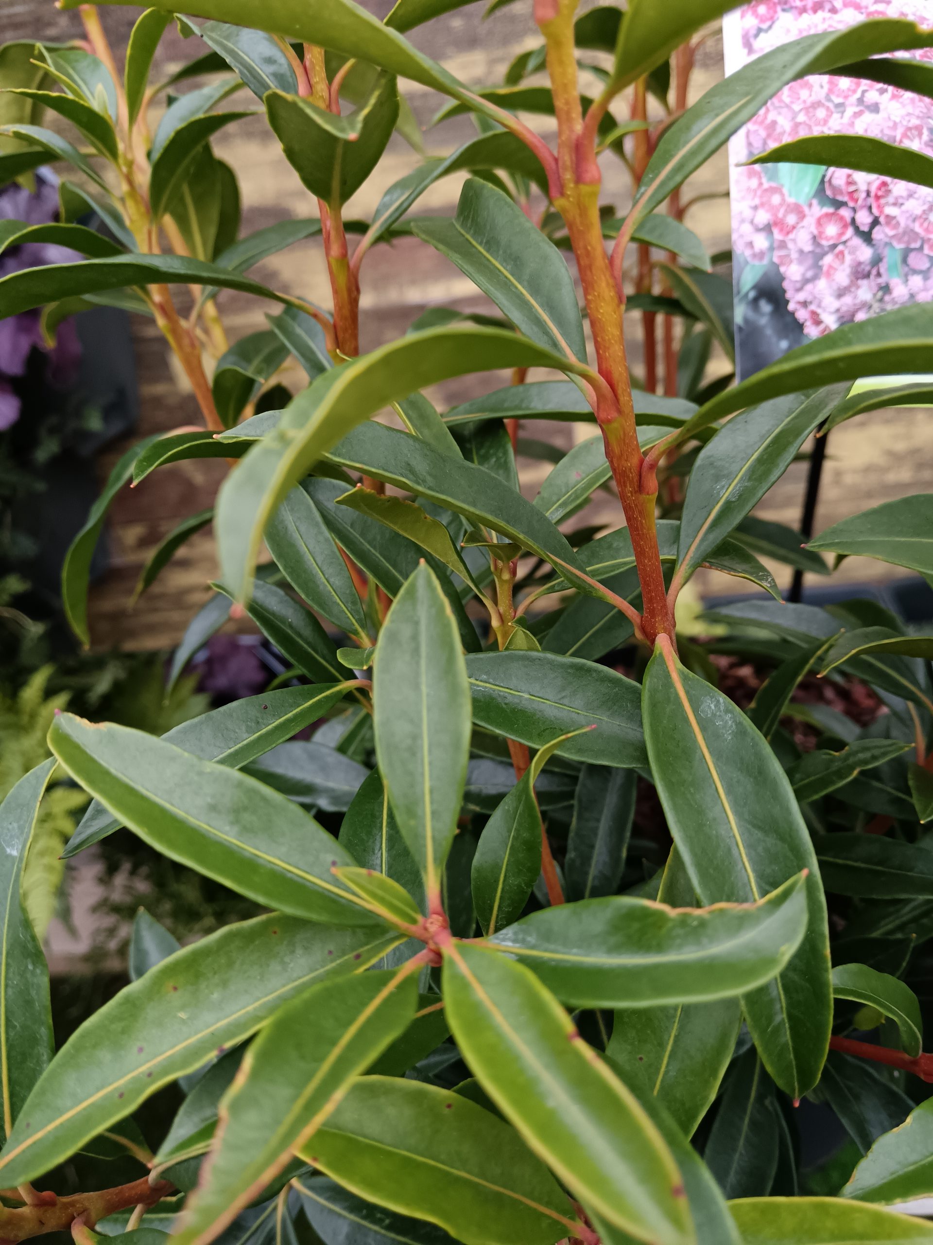 Kalmia Latifolia – Pinwheel - Capel Cottage Nursery