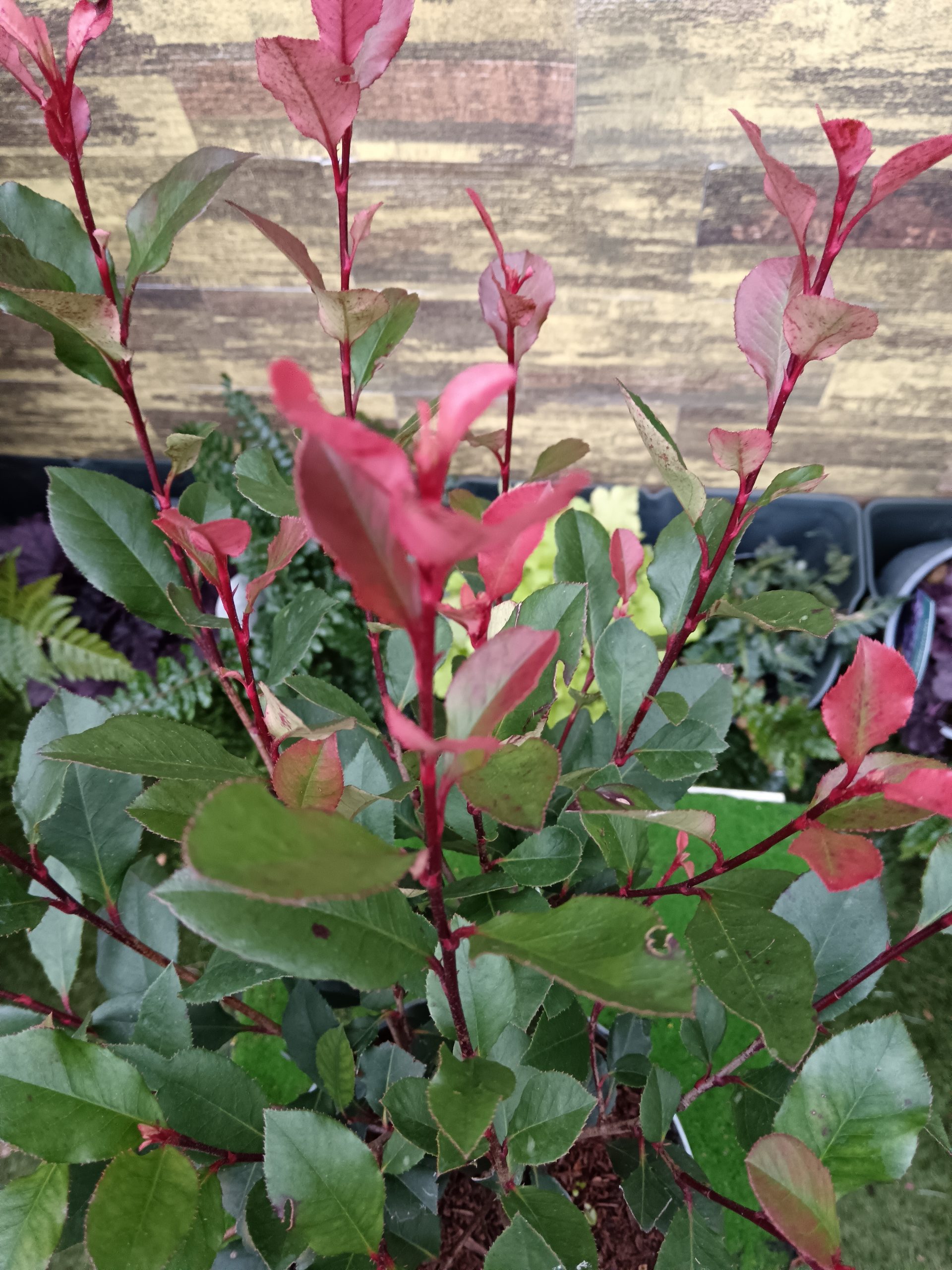 Little Red Robin - Capel Cottage Nursery