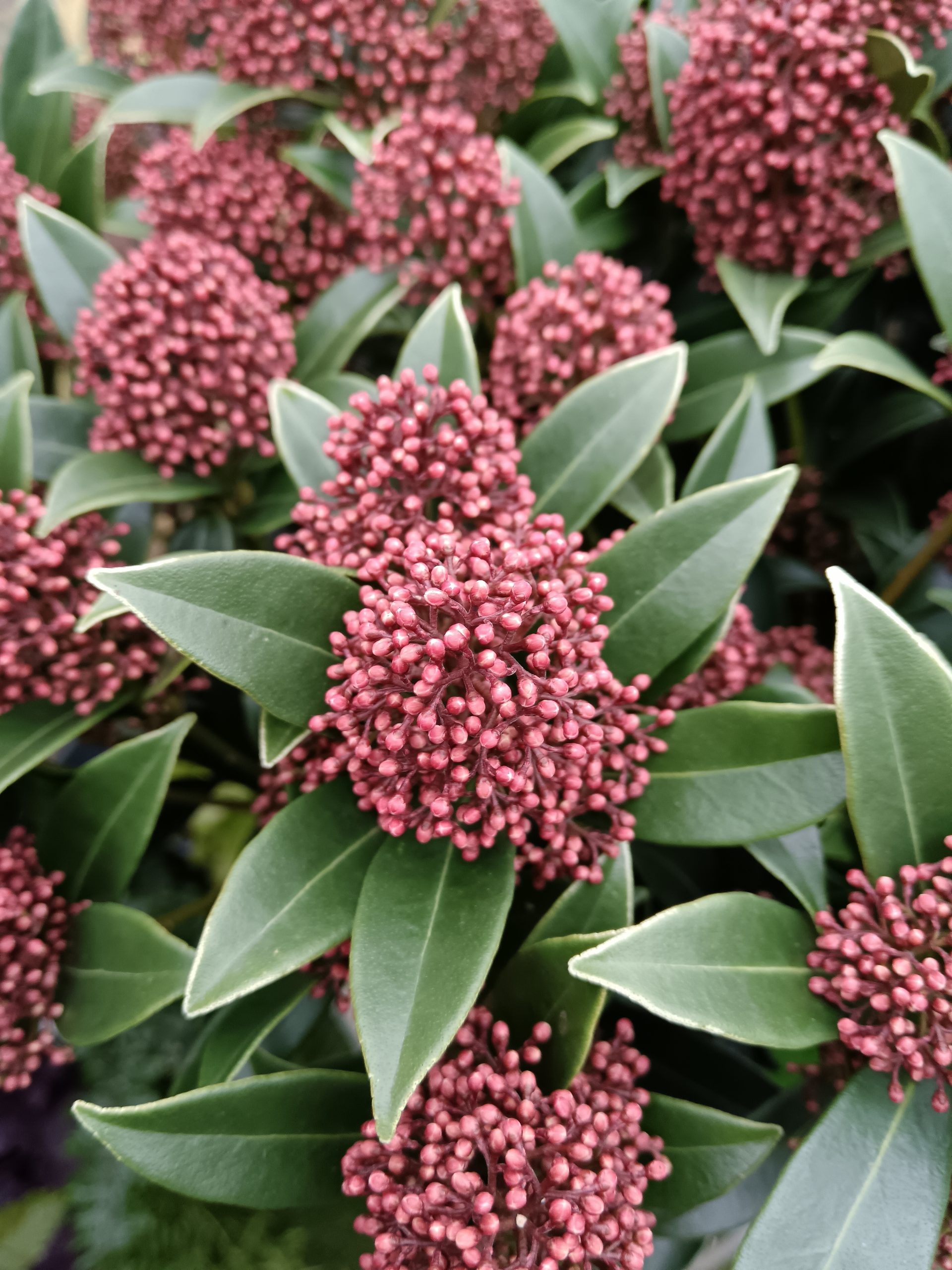 Skimmia Japonica Marlot - Capel Cottage Nursery
