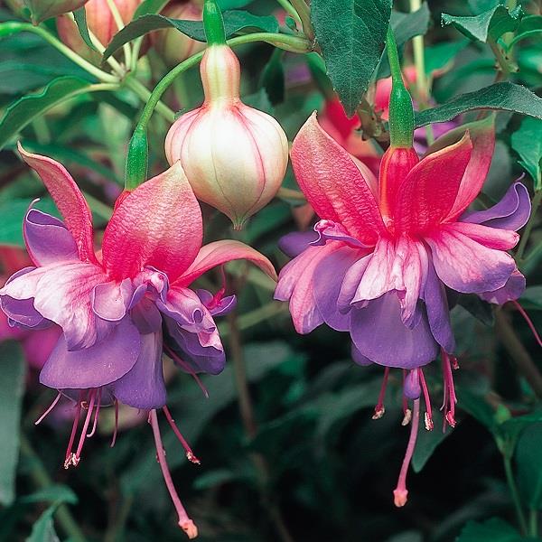 Upright - Capel Cottage Nursery