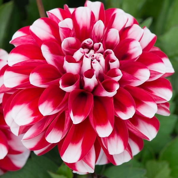 Dalaya Dark and Dalaya - Capel Cottage Nursery